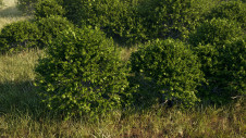 Generic high poly bush model | FlyingArchitecture