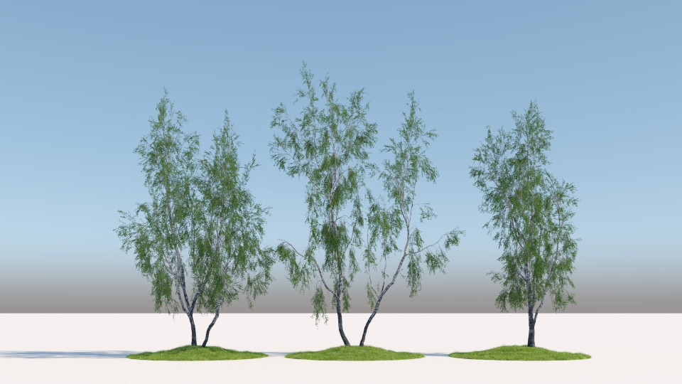 Wild Birch trees | FlyingArchitecture