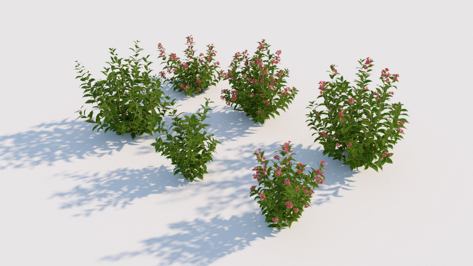 Weigela bush plant | FlyingArchitecture