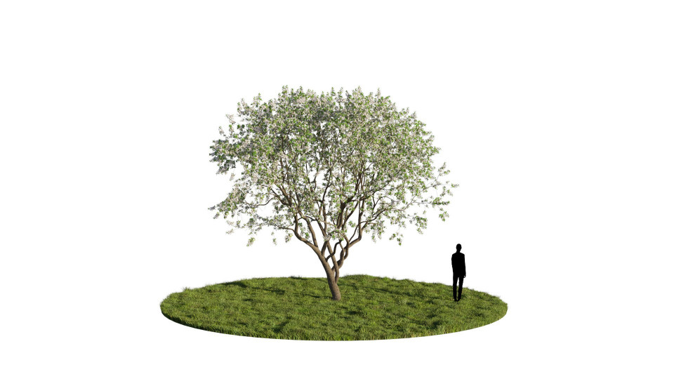 Sweet Cherry Prunus Avium | FlyingArchitecture