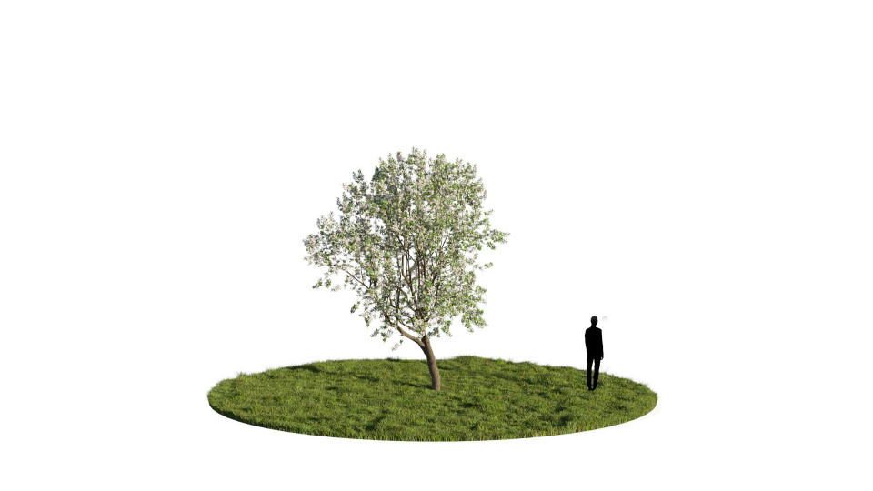 Sweet Cherry Prunus Avium | FlyingArchitecture