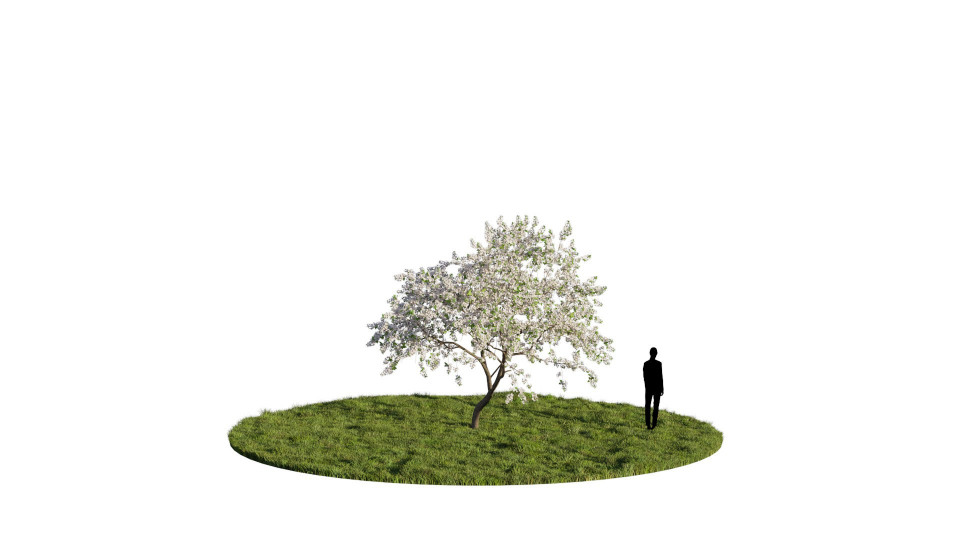 Sweet Cherry Prunus Avium | FlyingArchitecture