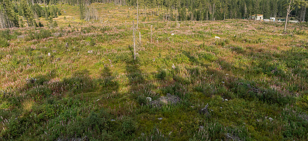 Photo #1499 with ground, partial-light, aerial, summer, high-grass ...