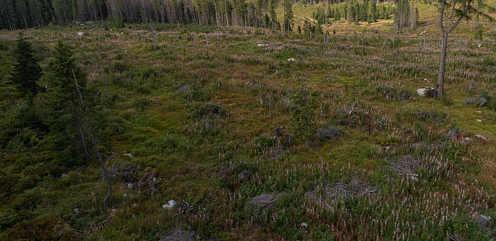 Photo #1501 with ground, ambient-light, aerial, summer, high-grass ...