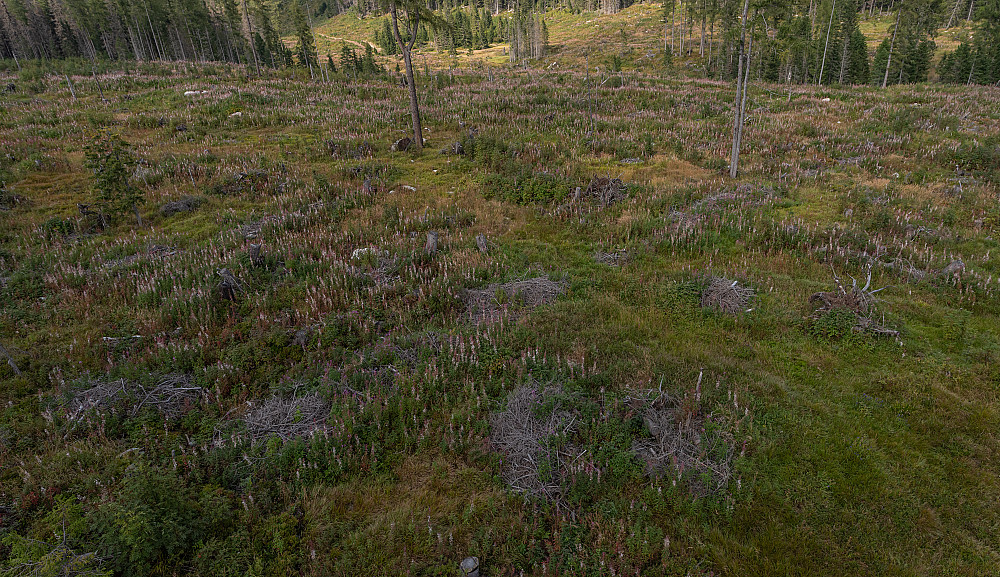 Photo #1506 with ground, ambient-light, aerial, summer, high-grass ...