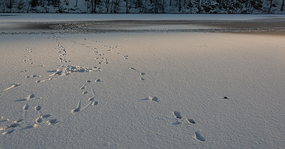 Photo #1729 with ground, partial-light, eye-level, low-level, winter ...