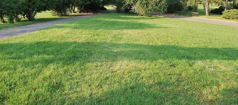 Photo #1848 with ground, partial-light, eye-level, summer, low-grass ...