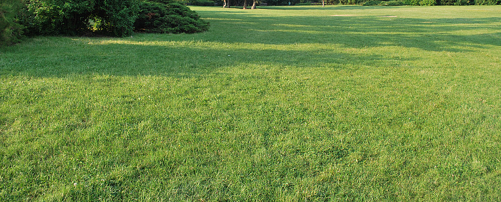 Photo #1850 with ground, partial-light, eye-level, summer, low-grass ...