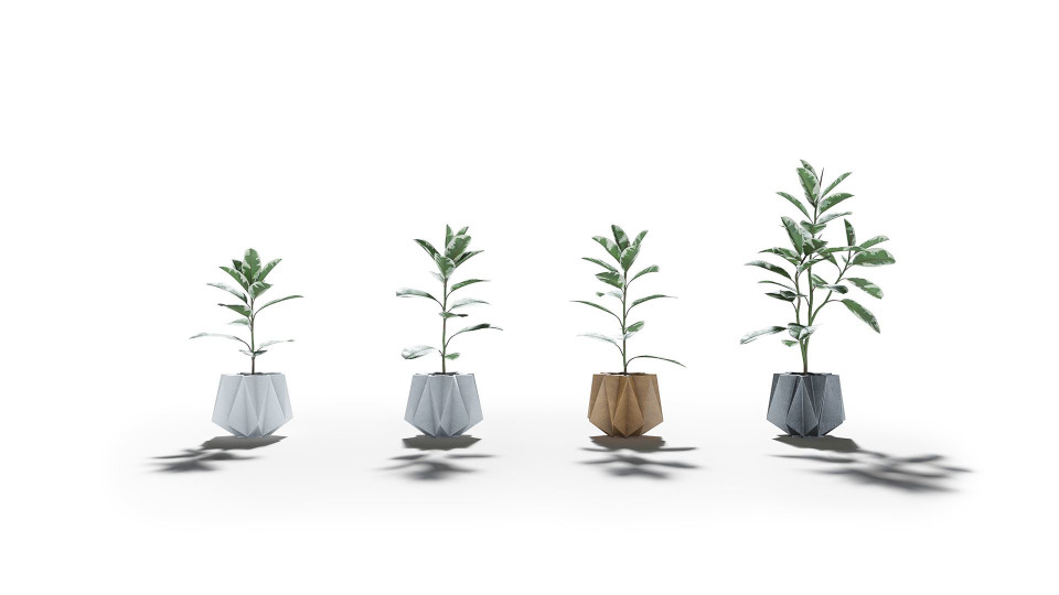 Ficus Elastica Pack | FlyingArchitecture