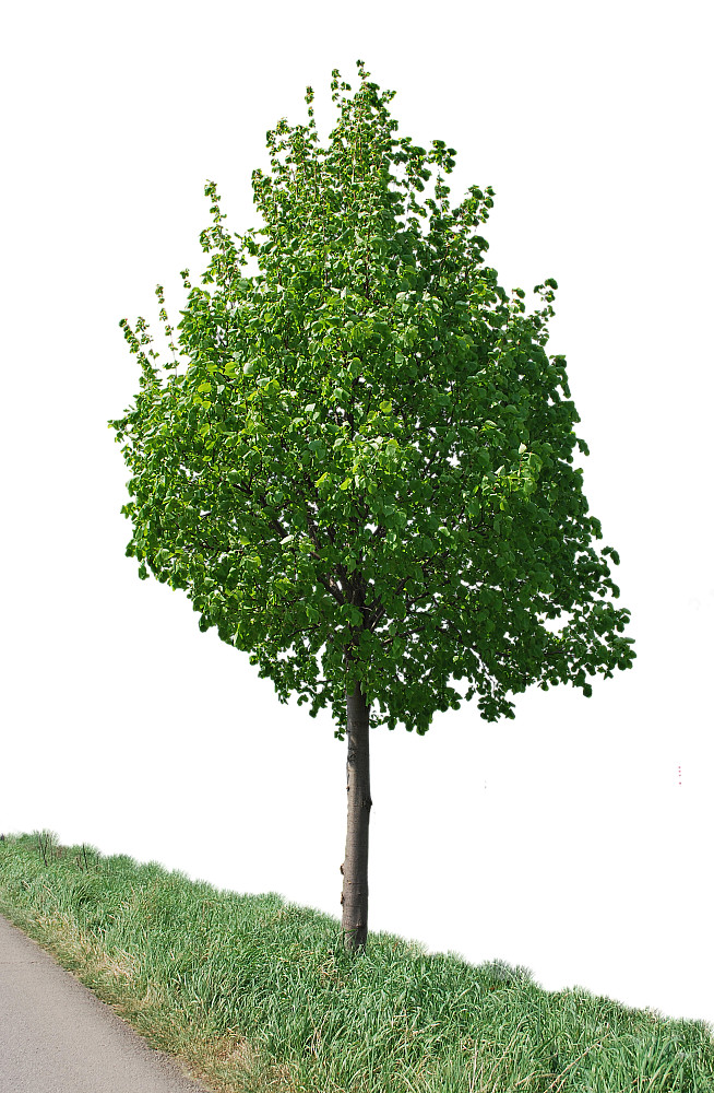 Photo #1956 with tree, nature, masked, direct-sunlight, summer ...