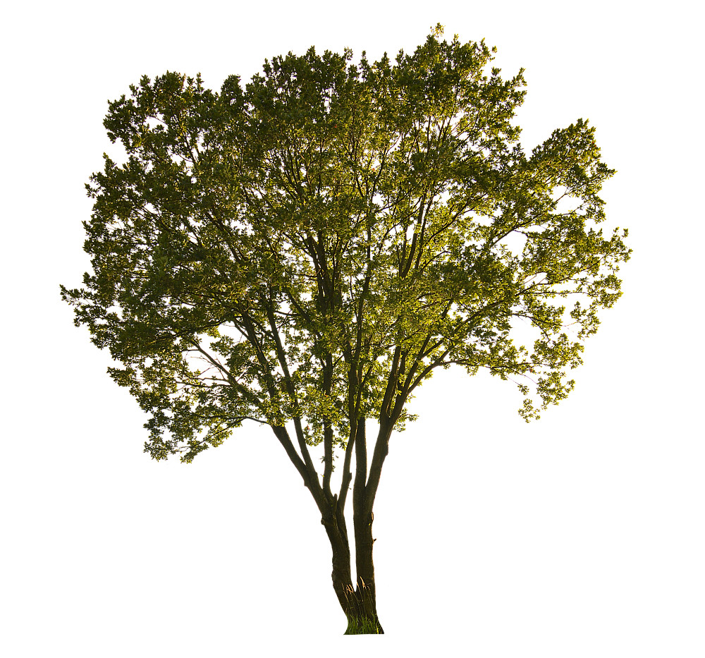 Photo #1966 with tree, nature, masked, backlit, summer, deciduous ...