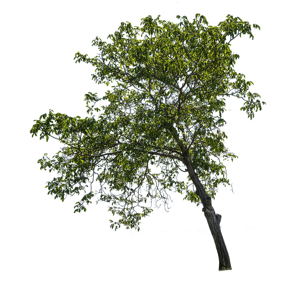 Photo #1977 with tree, nature, masked, backlit, summer, deciduous ...