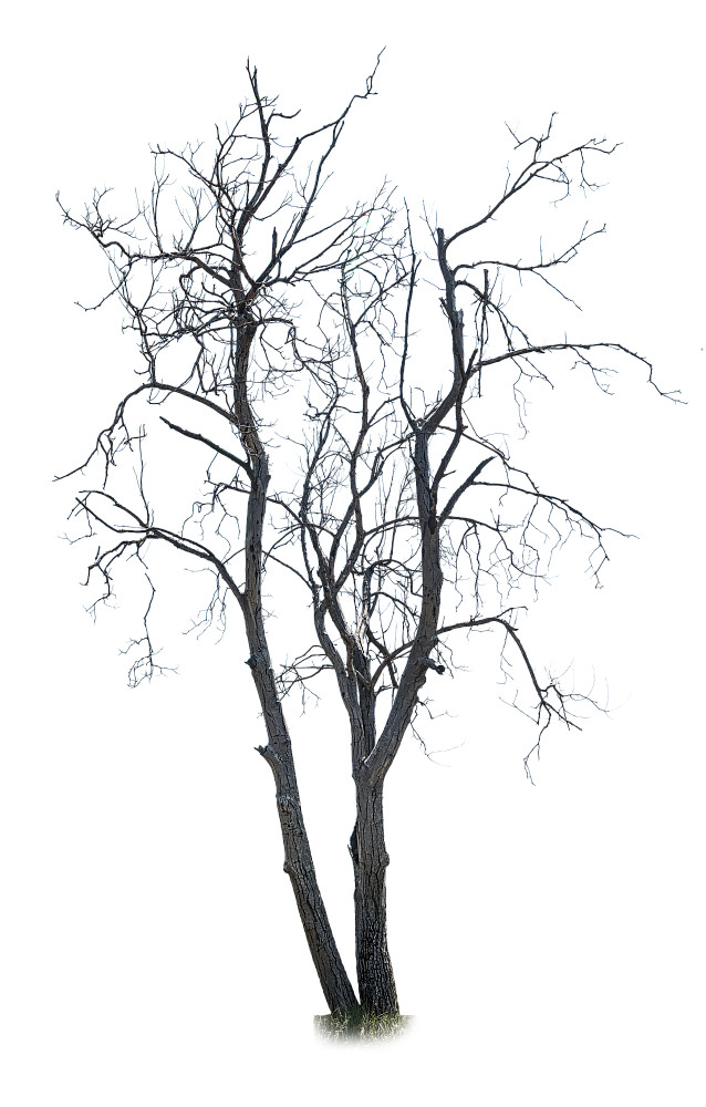 Photo #1978 with nature, masked, backlit, direct-sunlight, winter, tree ...