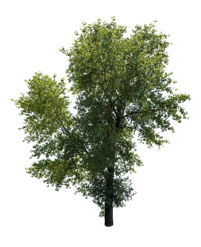 Photo #1979 with tree, nature, masked, backlit, direct-sunlight, summer ...