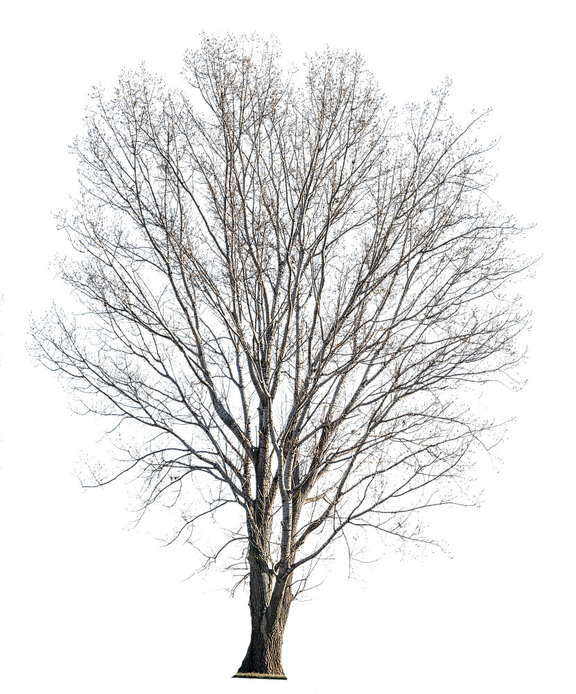 Photo #1983 with nature, masked, direct-sunlight, winter, tree ...