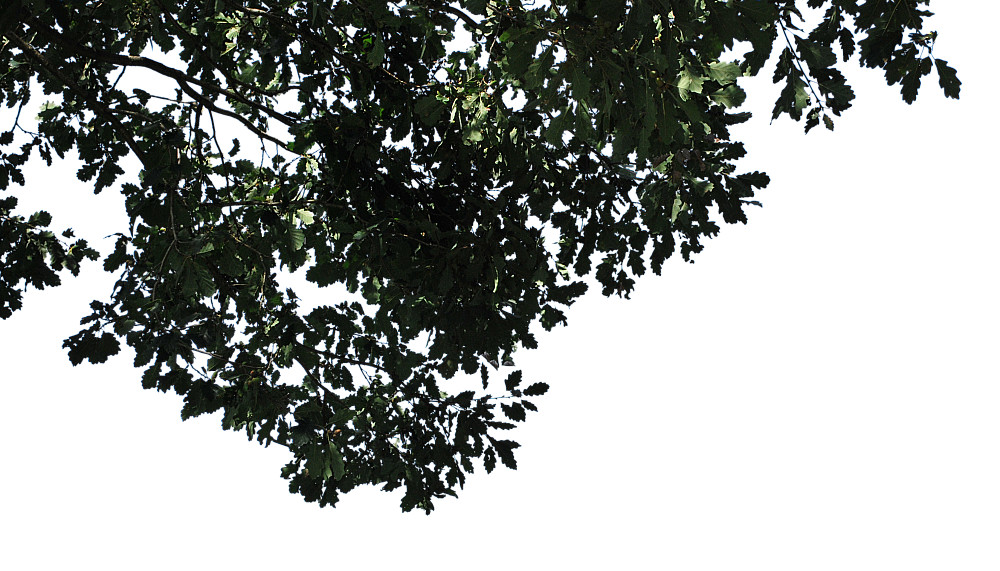 Photo #2020 with nature, tree, masked, corner-position, backlit, summer ...