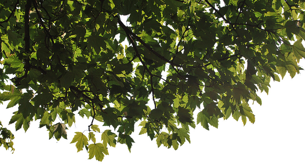 Photo #2032 with nature, tree, masked, corner-position, backlit, direct ...