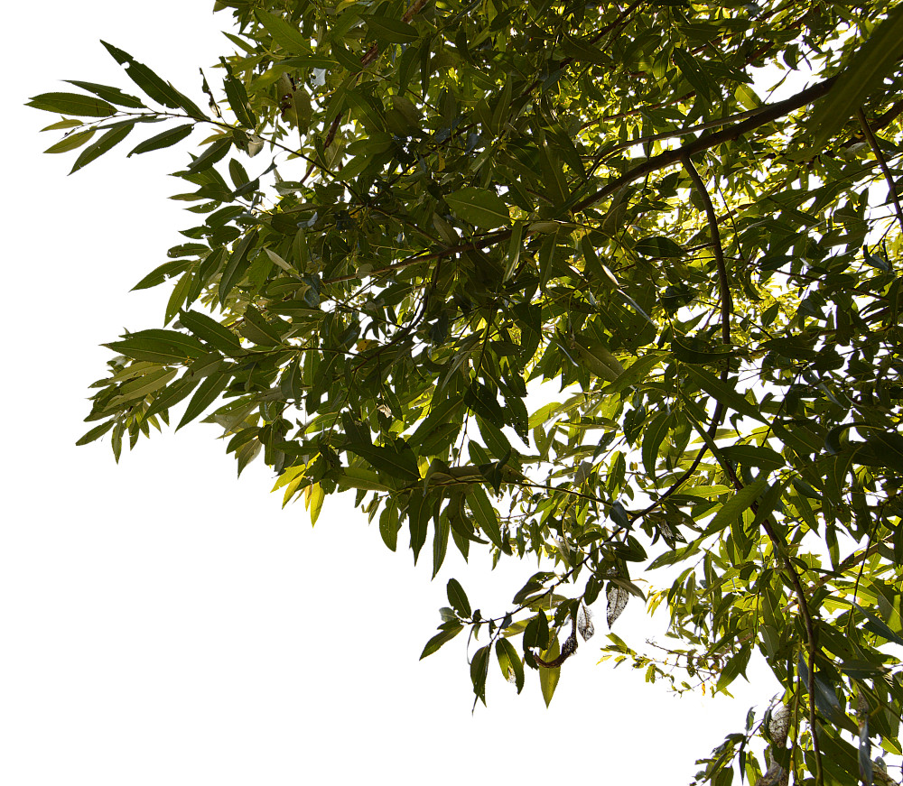 Photo #2048 with nature, tree, masked, corner-position, backlit, direct ...