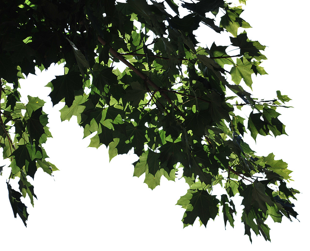 Photo #2058 with nature, tree, masked, corner-position, backlit, direct ...