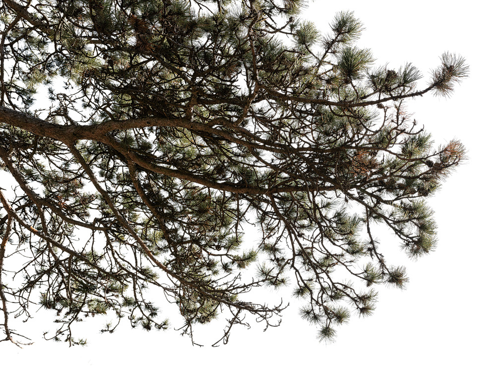 Photo #2085 with nature, direct-sunlight, autumn, masked, corner-position, backlit, summer, tree ...
