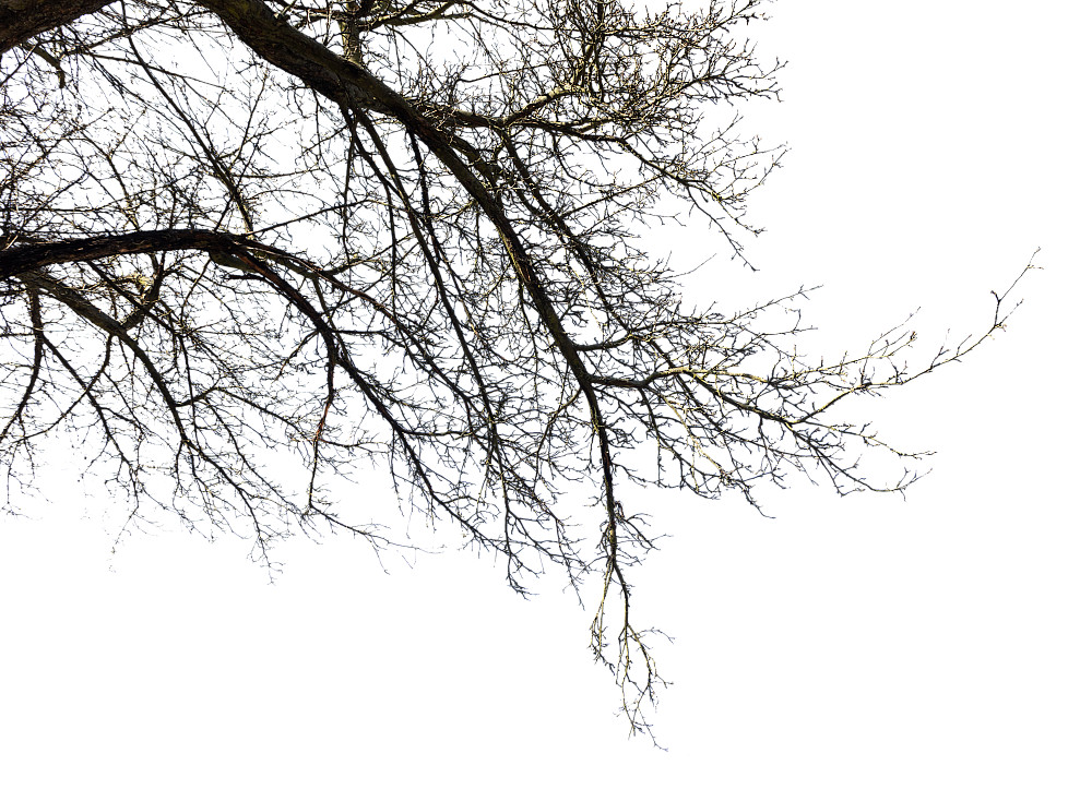 Photo #2126 with nature, masked, corner-position, backlit, direct ...