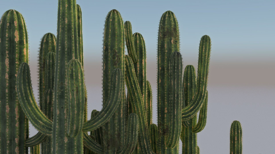 Large cactuses | FlyingArchitecture
