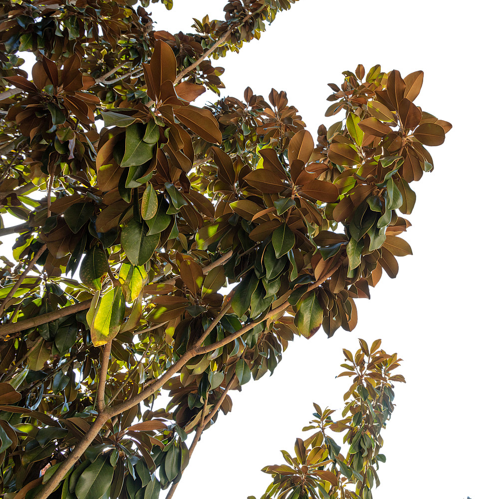 Photo #2298 with nature, masked, corner-position, backlit, autumn, tree ...