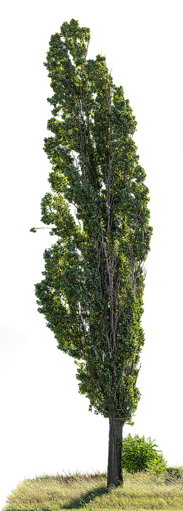 Photo #2511 with tree, nature, masked, backlit, direct-sunlight, summer ...