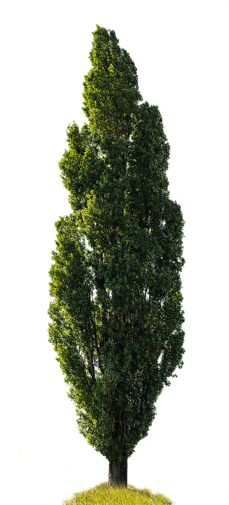 Photo #2517 with tree, nature, masked, backlit, direct-sunlight, summer ...