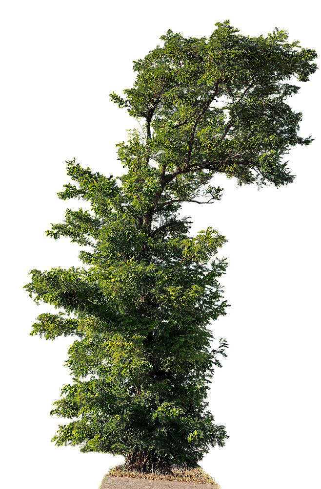 Photo #2527 with tree, nature, masked, direct-sunlight, summer ...