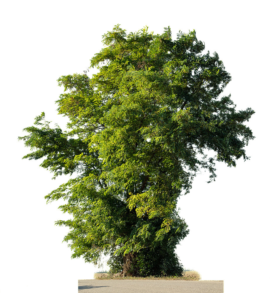 Photo #2529 with tree, nature, masked, direct-sunlight, summer ...