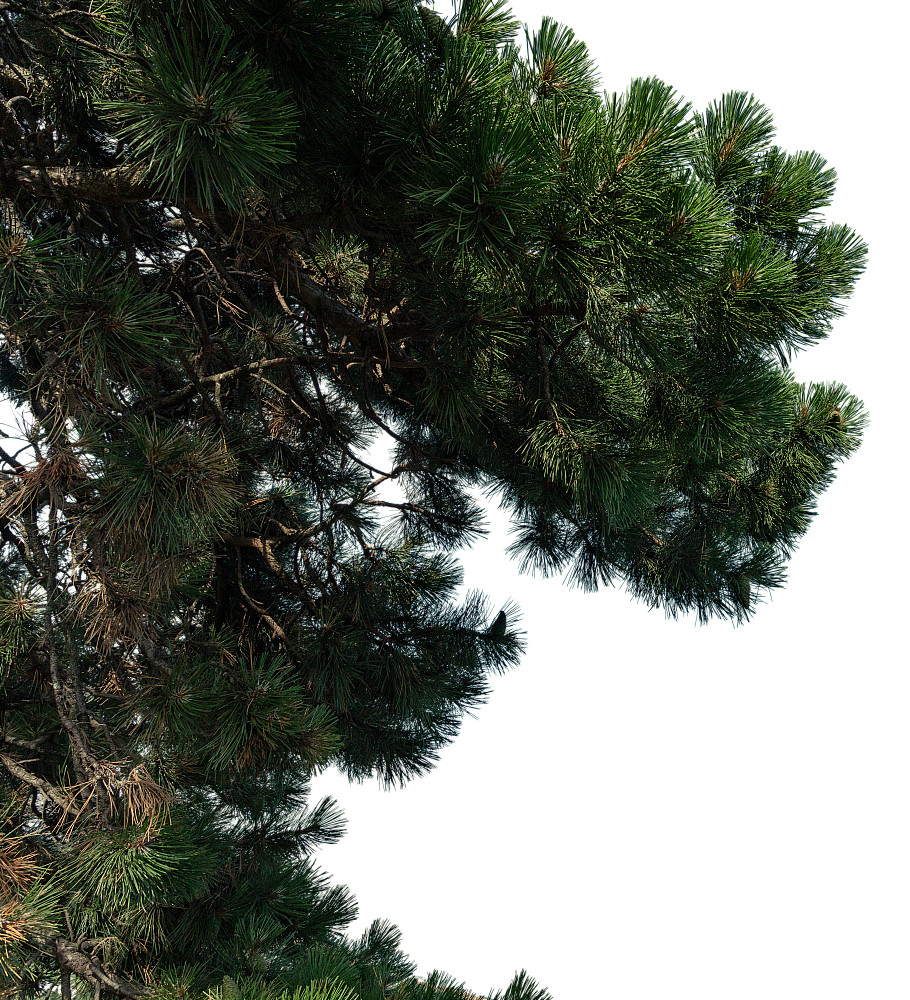 Photo #2530 with nature, masked, corner-position, direct-sunlight, summer, tree, conifer ...