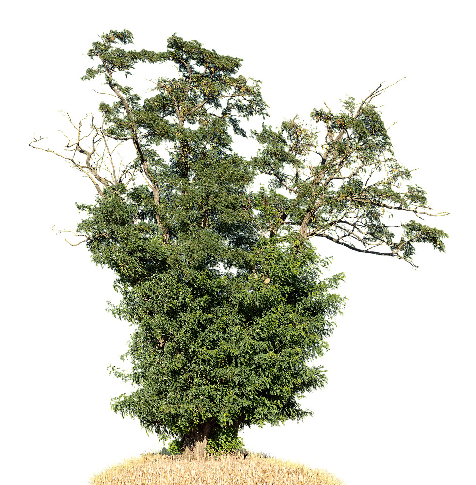 Photo #2547 with tree, nature, masked, direct-sunlight, summer ...