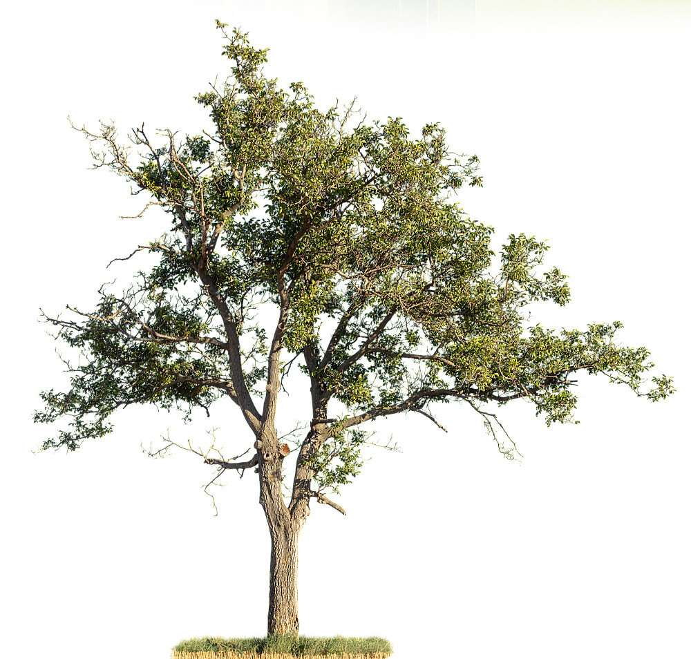 Photo #2627 with tree, nature, masked, direct-sunlight, summer ...