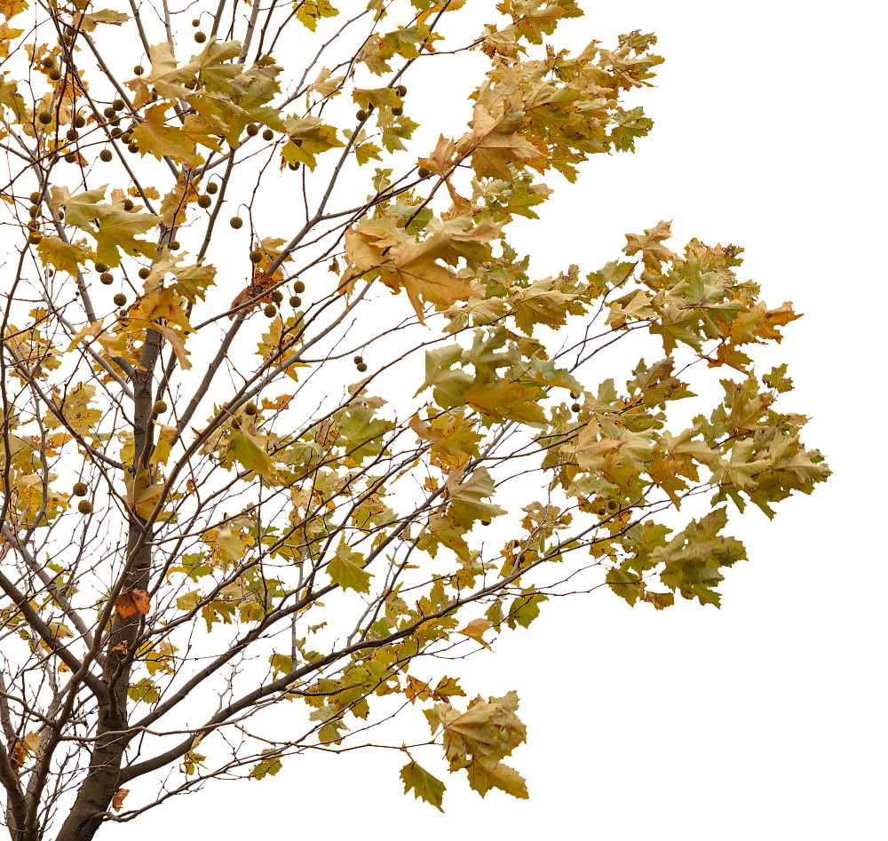 Photo #2634 with nature, corner-position, tree, masked, ambient-light ...