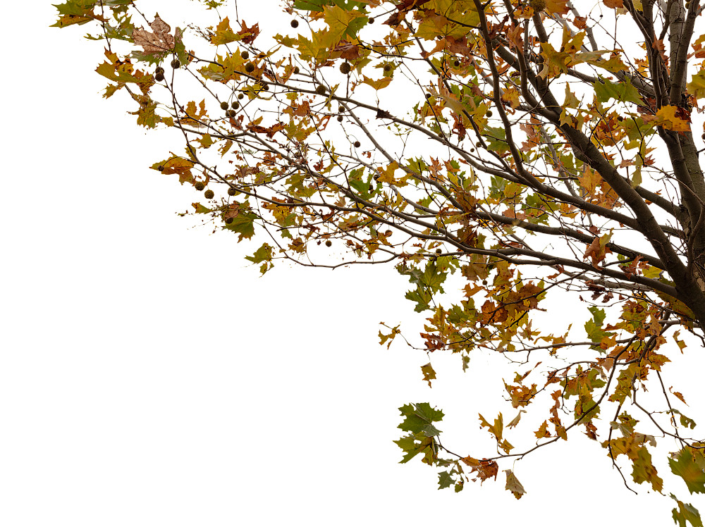Photo #2645 with nature, corner-position, tree, masked, ambient-light ...