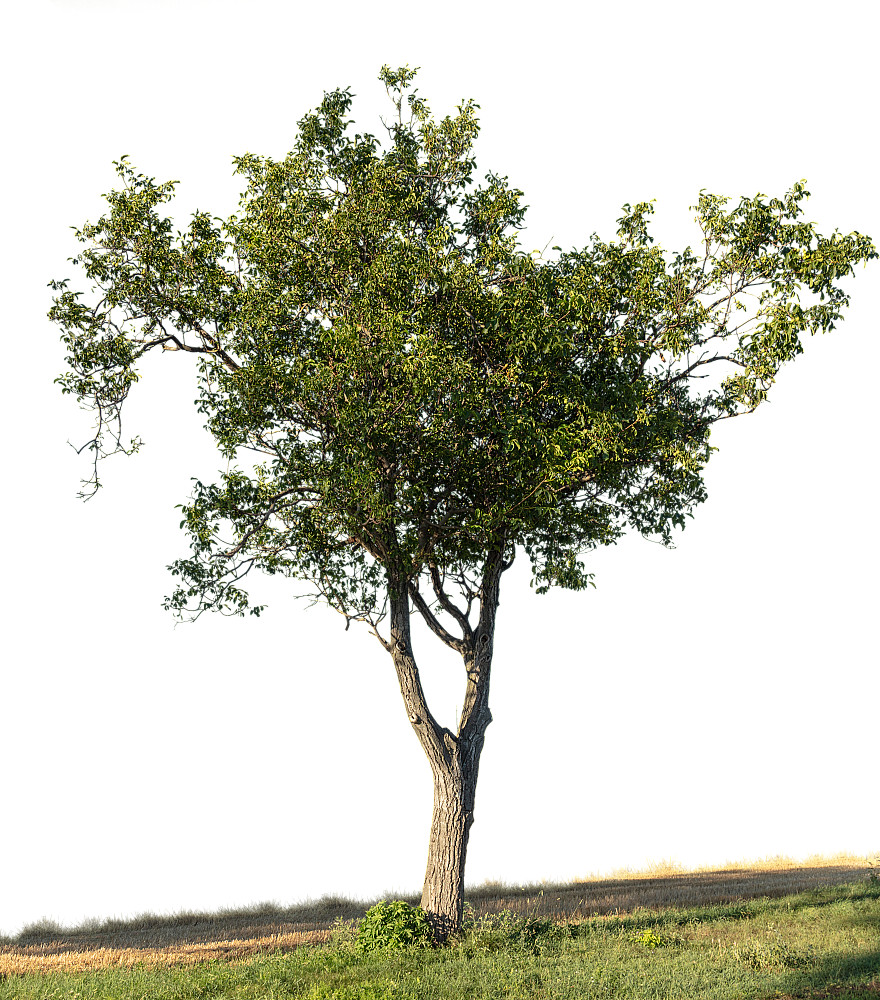 Photo #2653 with tree, nature, masked, direct-sunlight, summer ...