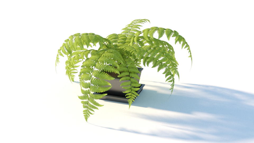 3D Fern | FlyingArchitecture