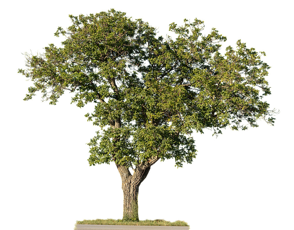 Photo #2658 with tree, nature, masked, direct-sunlight, summer ...