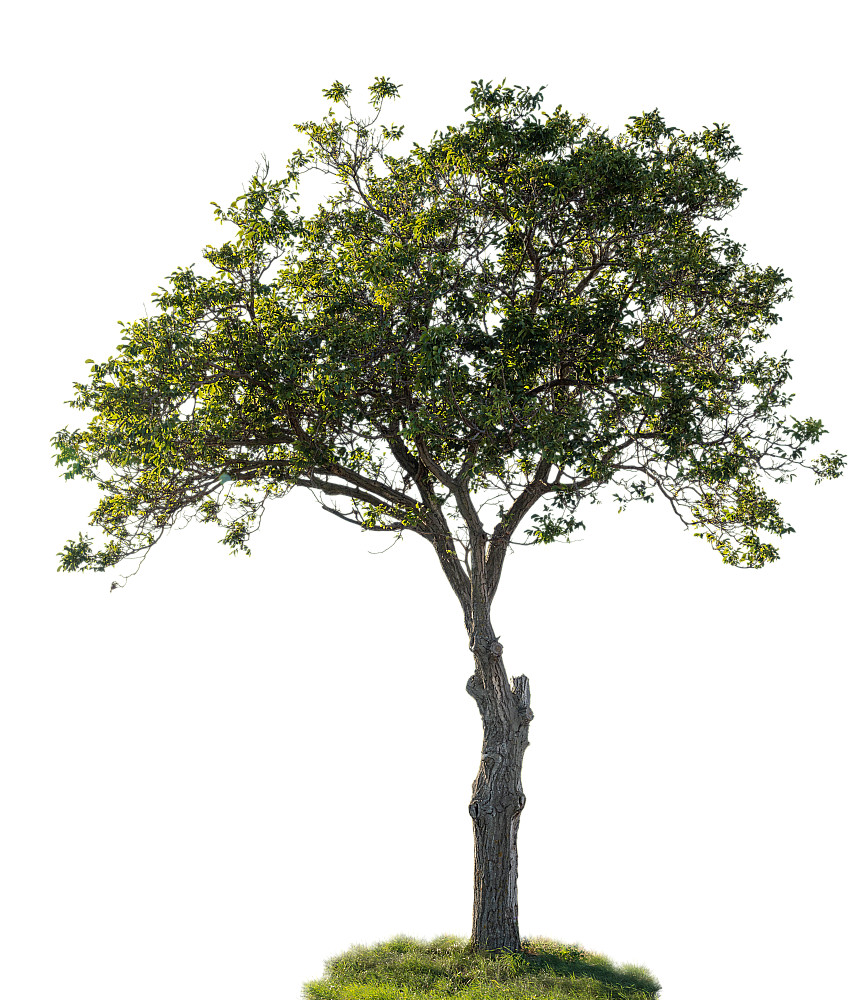 Photo #2661 with tree, nature, masked, backlit, direct-sunlight, summer ...