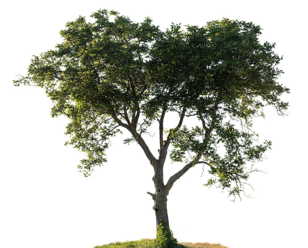 Photo #2665 with tree, nature, masked, backlit, direct-sunlight, summer ...