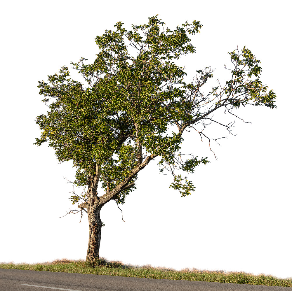 Photo #2669 with tree, nature, masked, direct-sunlight, summer ...