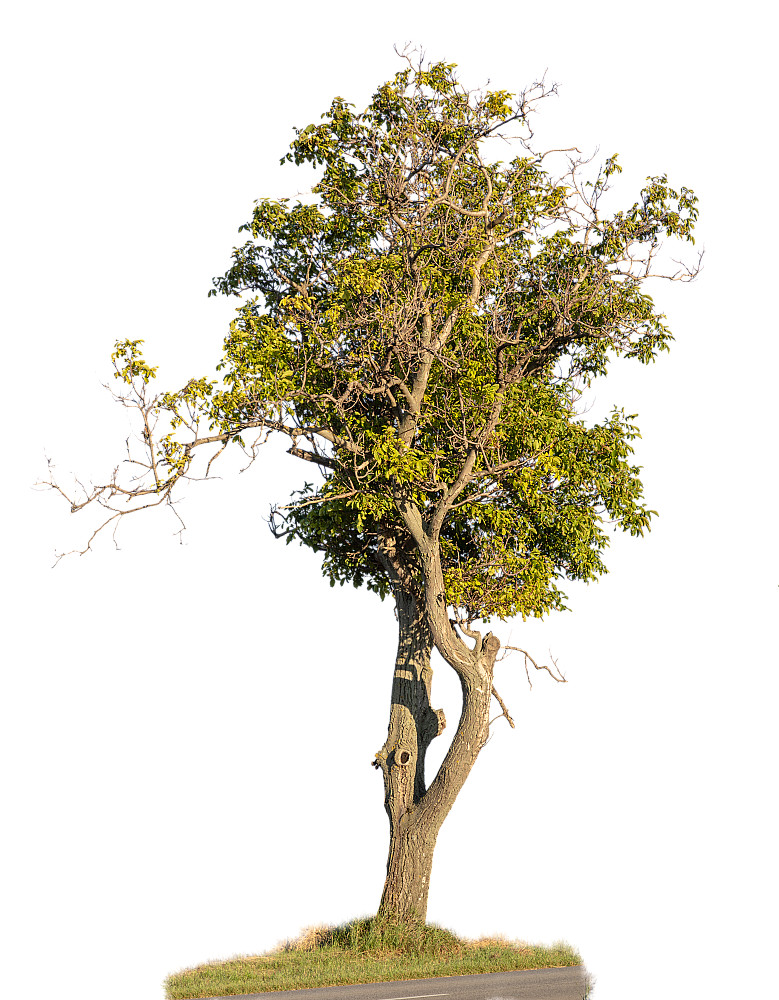 Photo #2672 with tree, nature, masked, direct-sunlight, summer ...