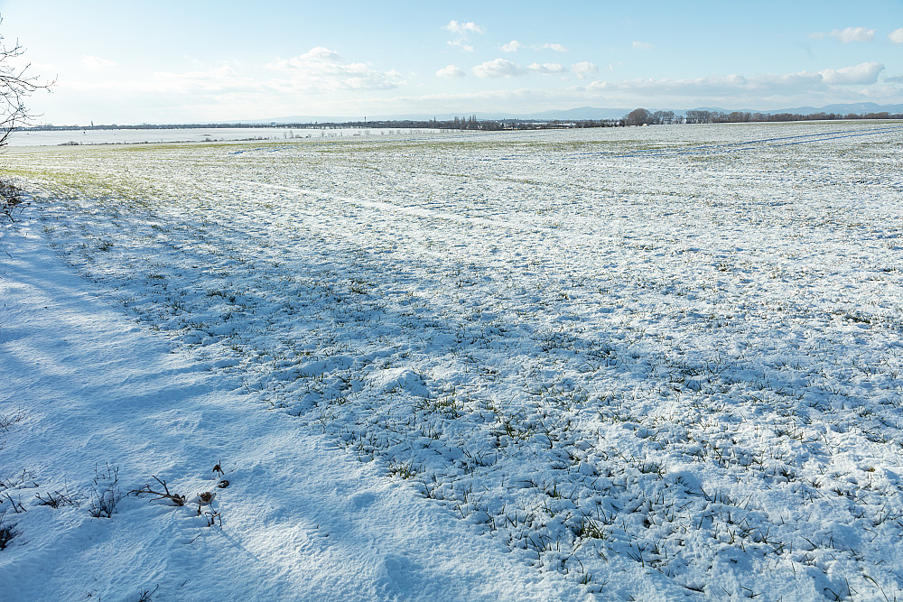 Photo #2677 with ground, direct-sunlight, partial-light, eye-level ...