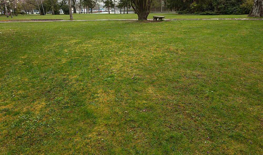Photo #2755 with ground, ambient-light, eye-level, spring, lawn, low ...