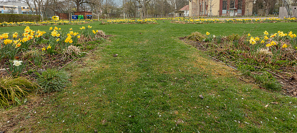 Photo #2780 with ground, ambient-light, eye-level, spring, flowerbed ...