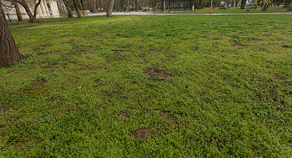 Photo #2794 with ground, ambient-light, eye-level, spring, forest ...