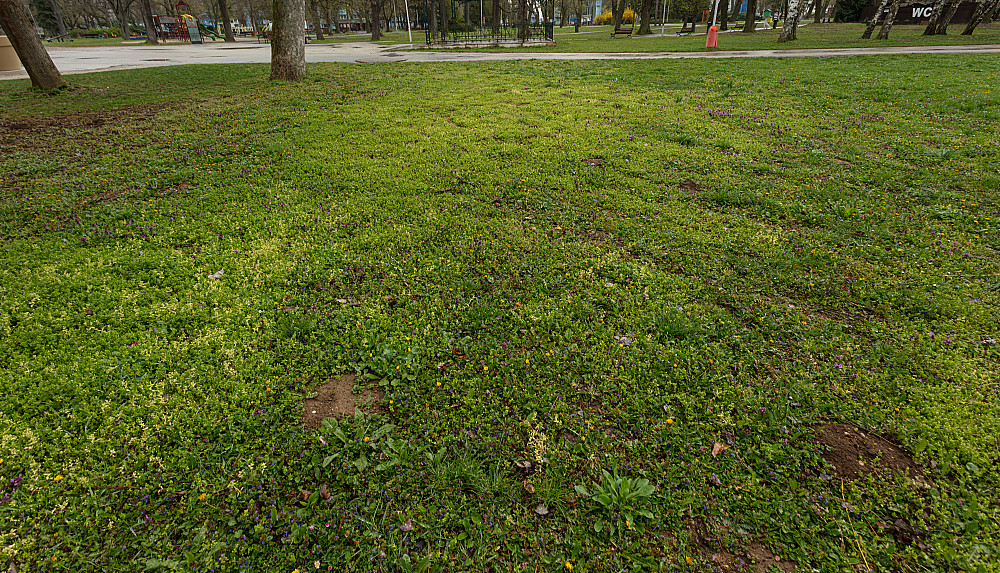 Photo #2795 with ground, ambient-light, eye-level, spring, forest ...