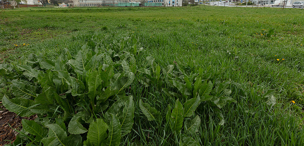 Photo #2840 with ground, ambient-light, low-level, spring, summer, high ...