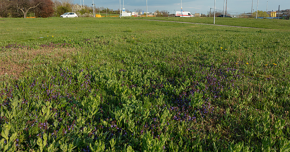 Photo #2885 with ground, direct-sunlight, low-level, spring, flowerbed ...